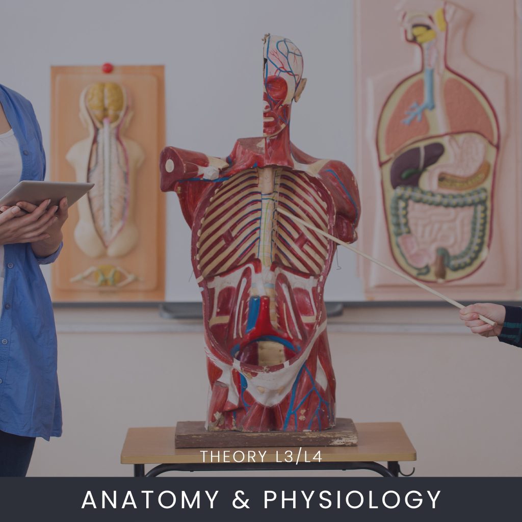 Online Anatomy and Physiology Theory L3/L4 Course - The Online Beauty ...